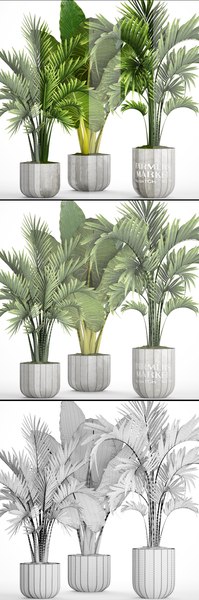 Tropical plants 3D model - TurboSquid 1198012