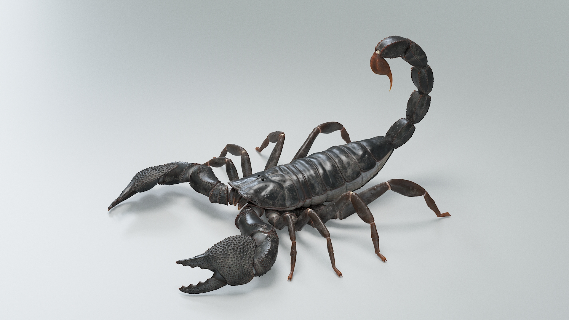 Black Emperor Scorpion 3D Model - TurboSquid 2192321