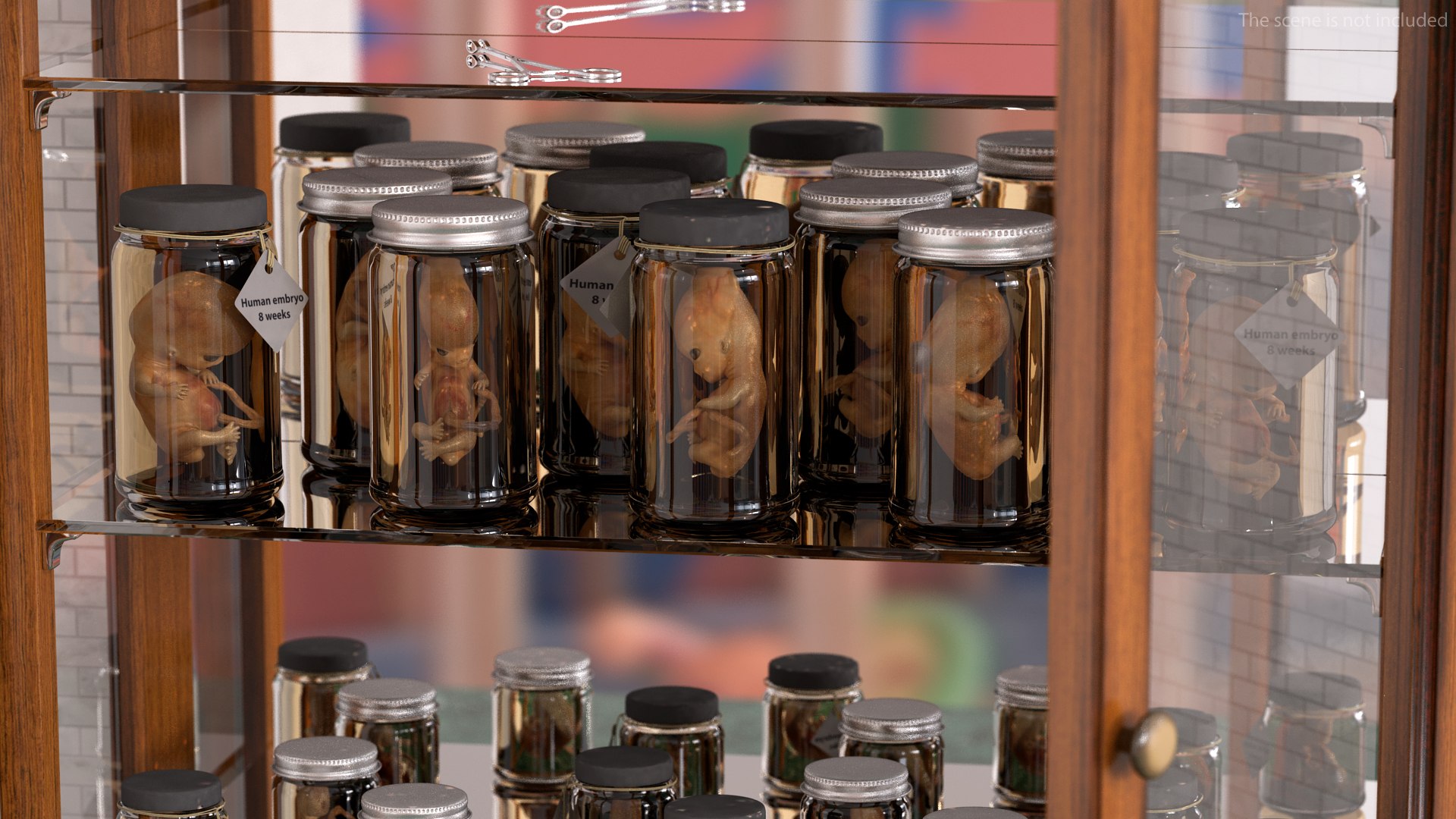 3D First Trimester Human Embryos Rigged Collection For Modo ...