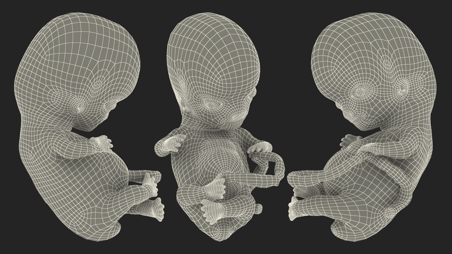 3D First Trimester Human Embryos Rigged Collection For Modo ...