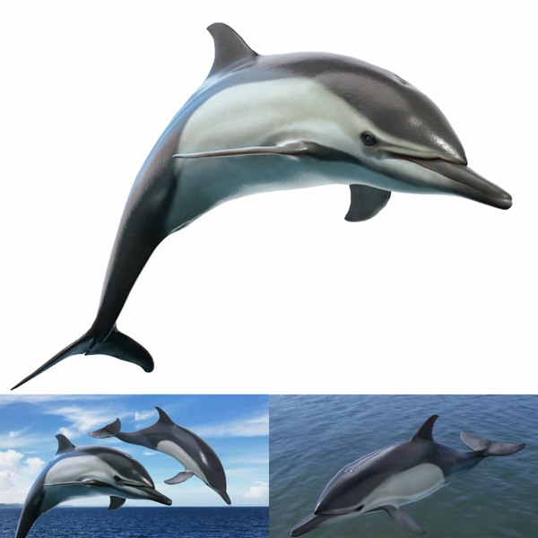 Blender Dolphin Models | TurboSquid