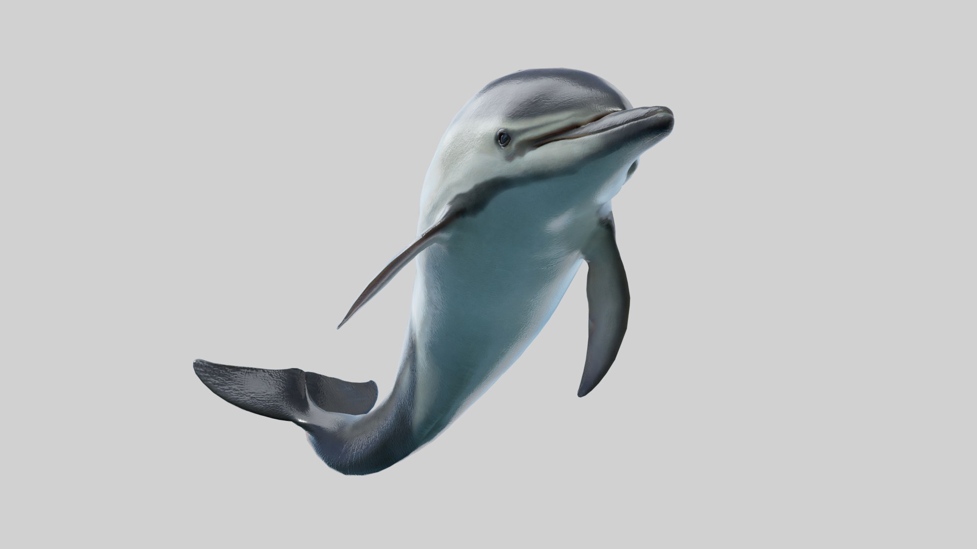 3D Marine Rigging Animation Delphinus - TurboSquid 1542588