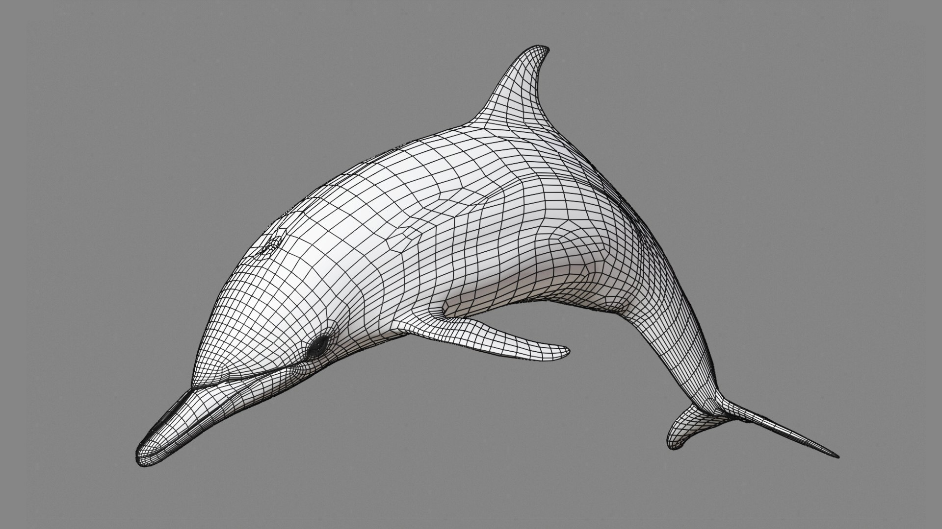 3D Marine Rigging Animation Delphinus - TurboSquid 1542588