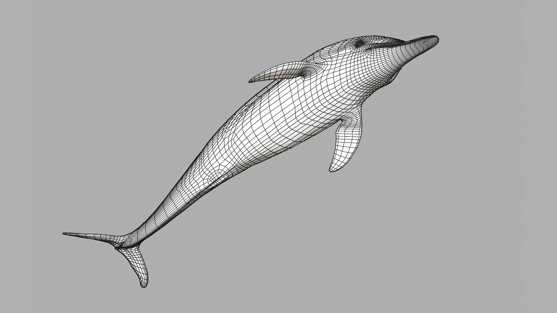 3D Marine Rigging Animation Delphinus - TurboSquid 1542588