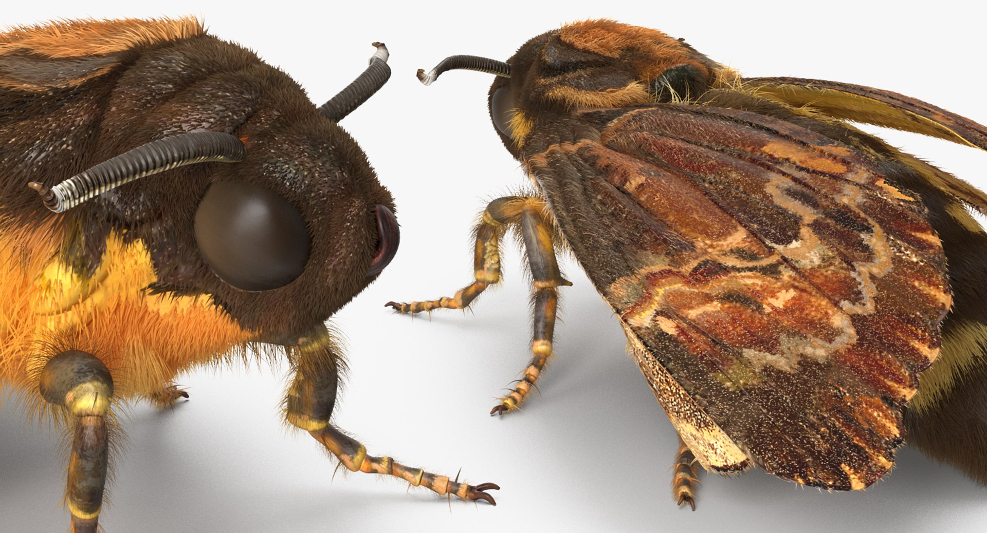 3d Model Acherontia Atropos Fur