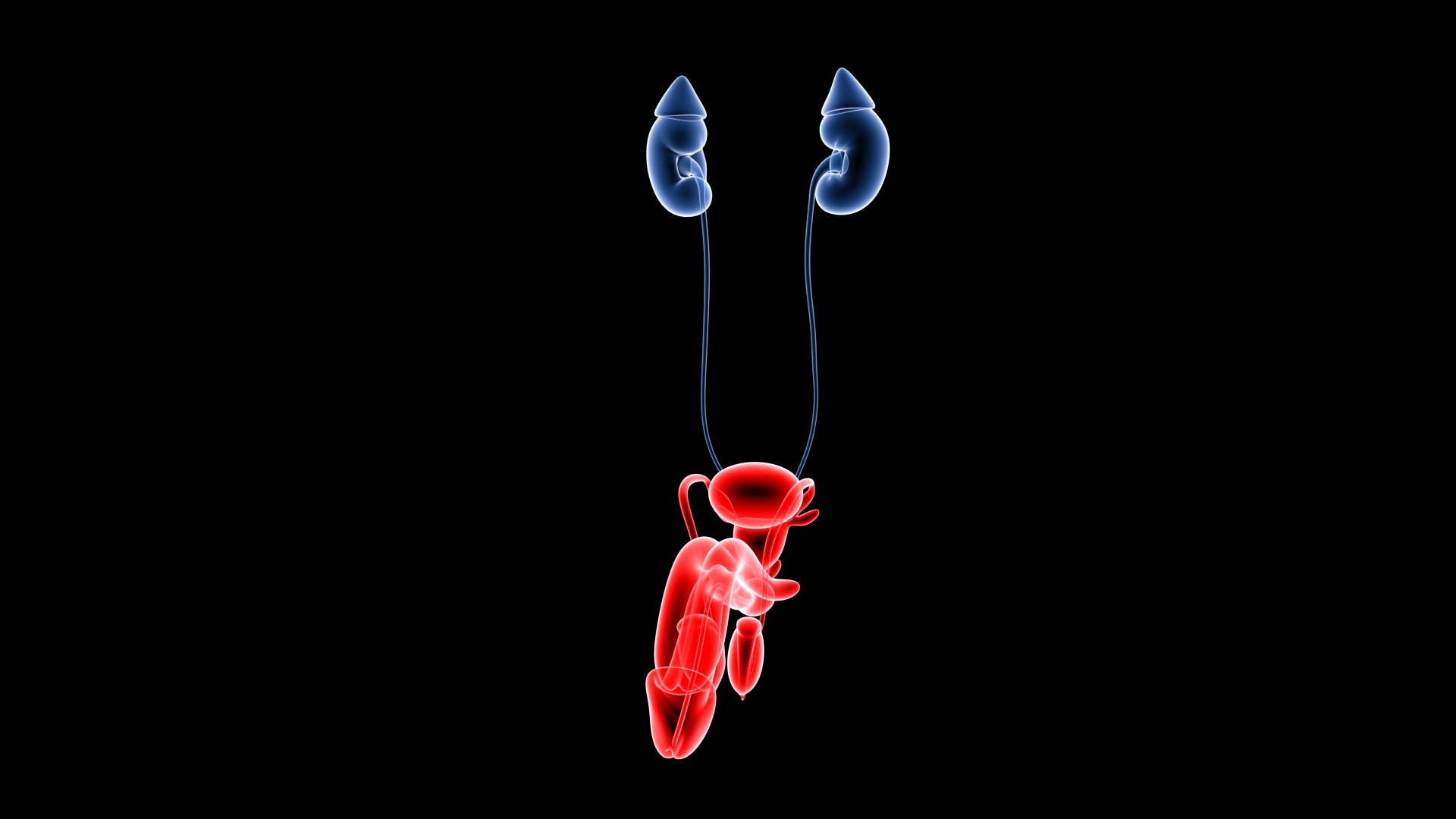 Male Reproductive and Urinary System 3D - TurboSquid 1834789