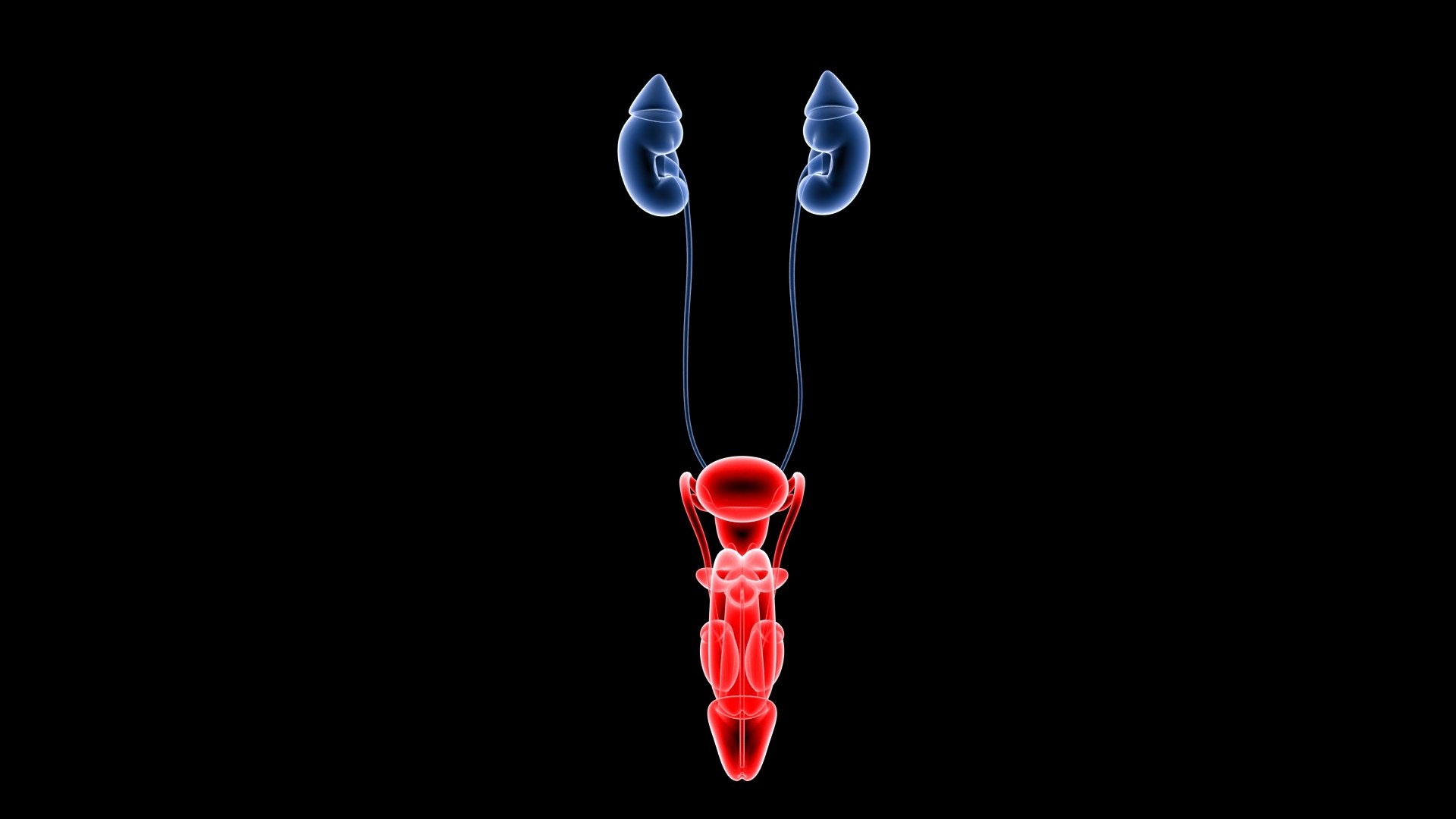 Male Reproductive and Urinary System 3D - TurboSquid 1834789