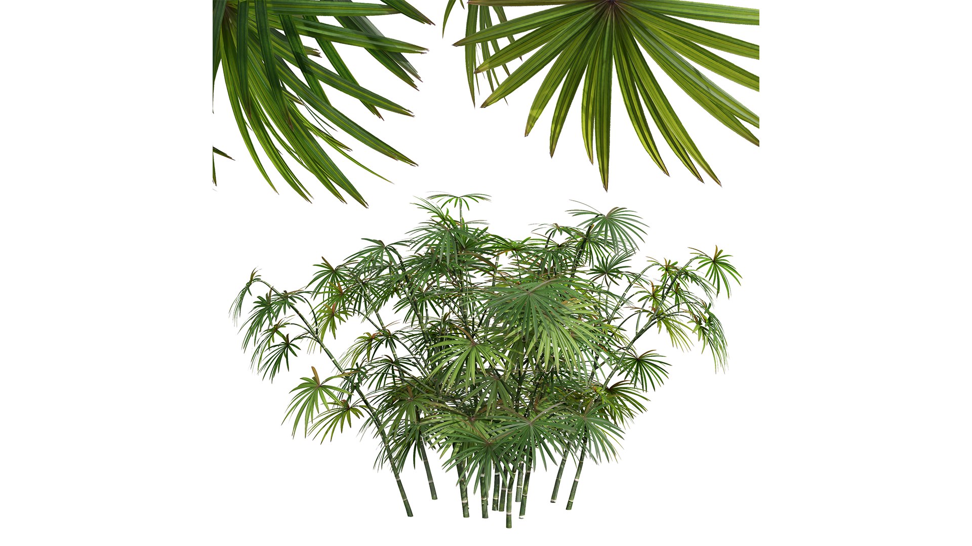 New Plant High detail Rhapis Excelsa Small model - TurboSquid 2155464