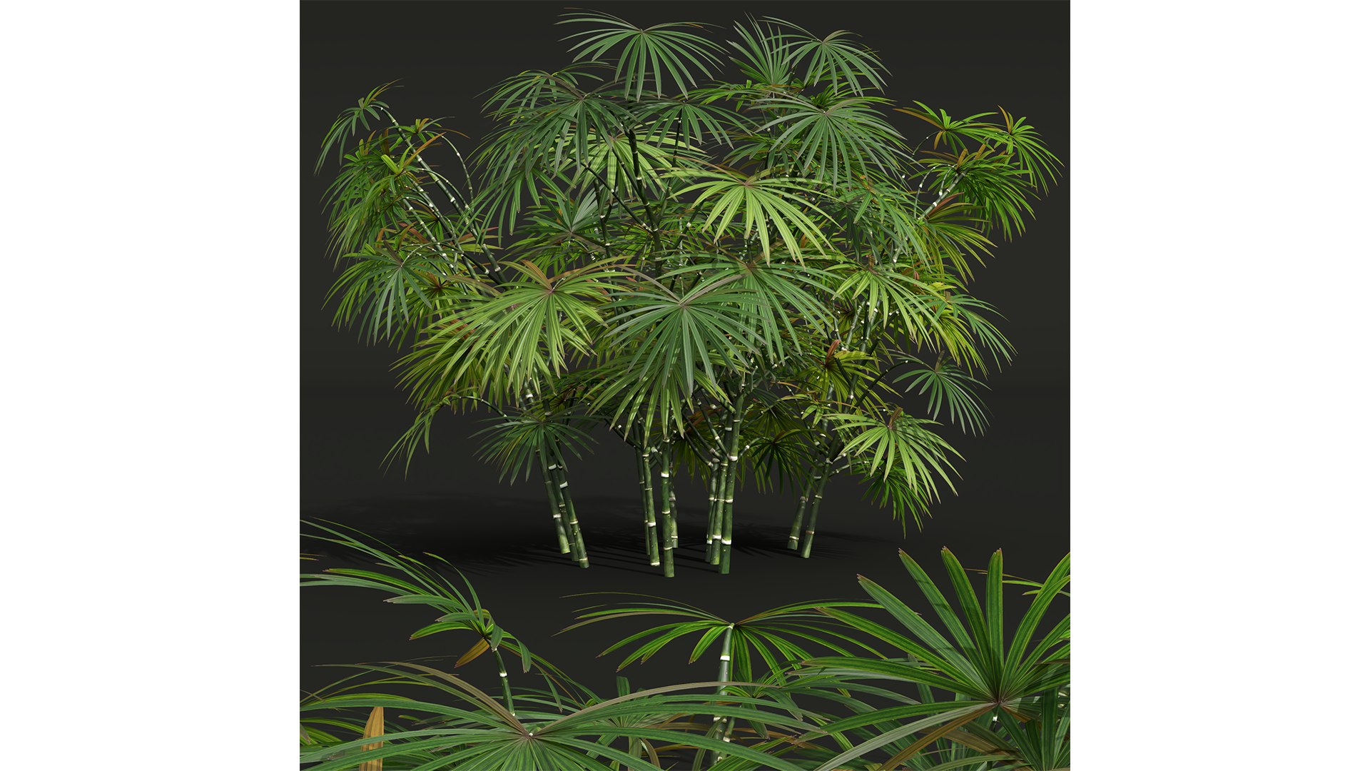 New Plant High detail Rhapis Excelsa Small model - TurboSquid 2155464
