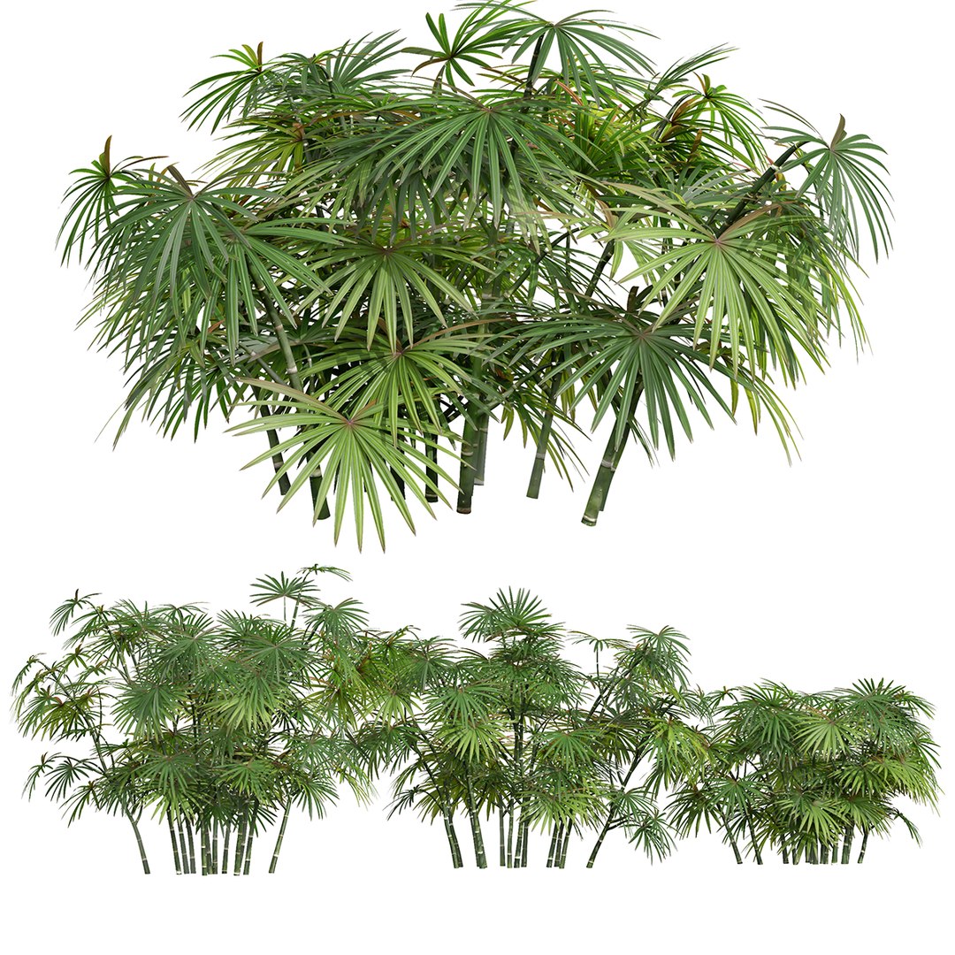 New Plant High detail Rhapis Excelsa Small model - TurboSquid 2155464