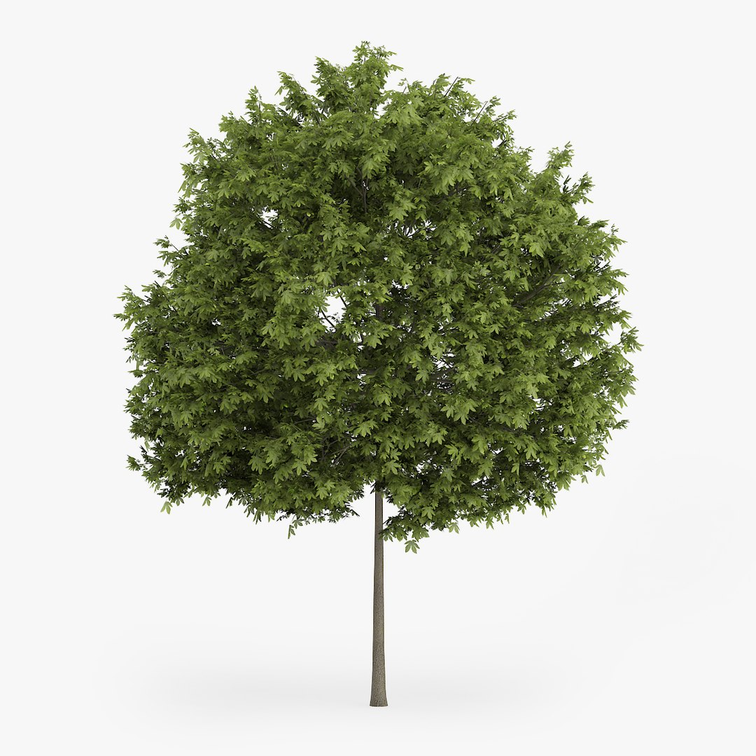 Greek Maple Trees 3d Max