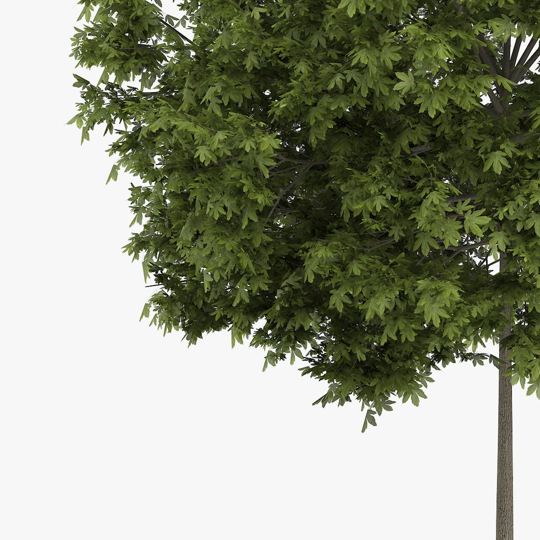 Greek Maple Trees 3d Max