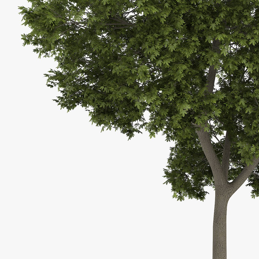 Greek Maple Trees 3d Max