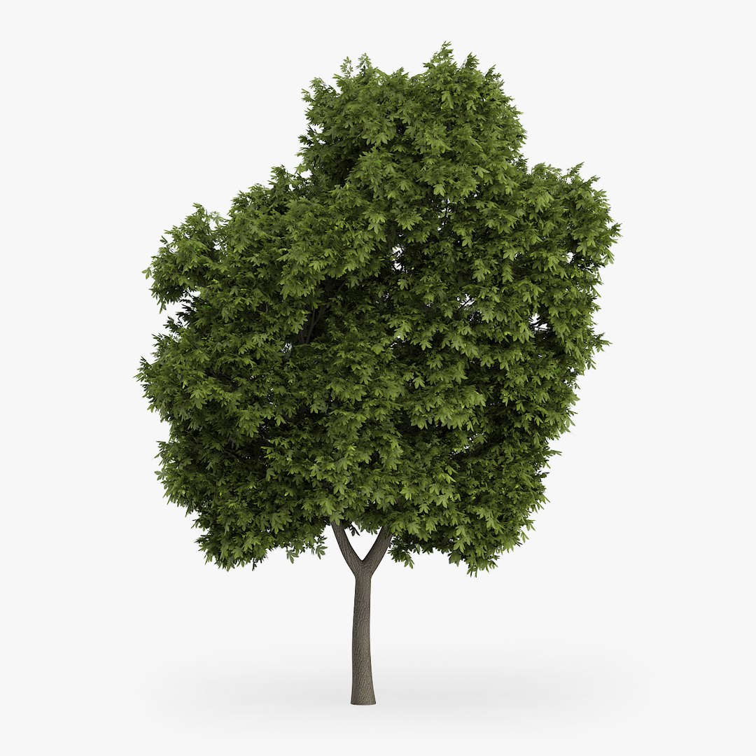 Greek Maple Trees 3d Max