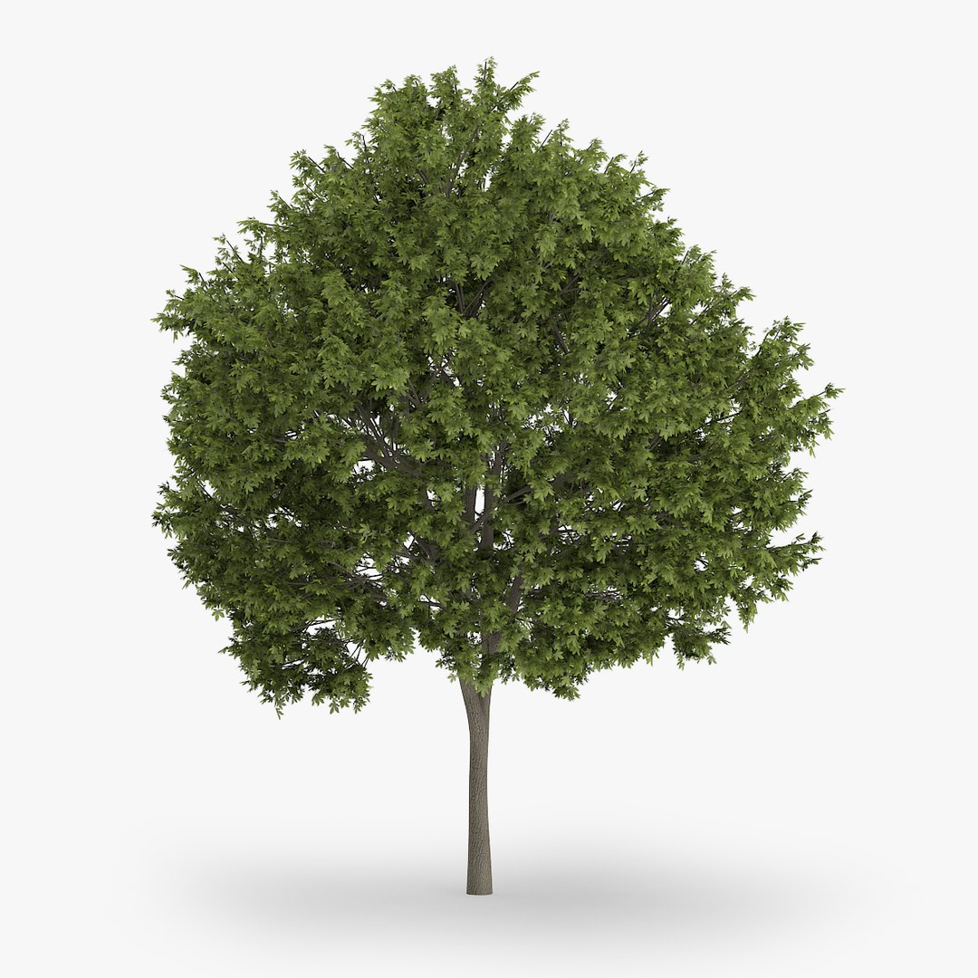Greek Maple Trees 3d Max