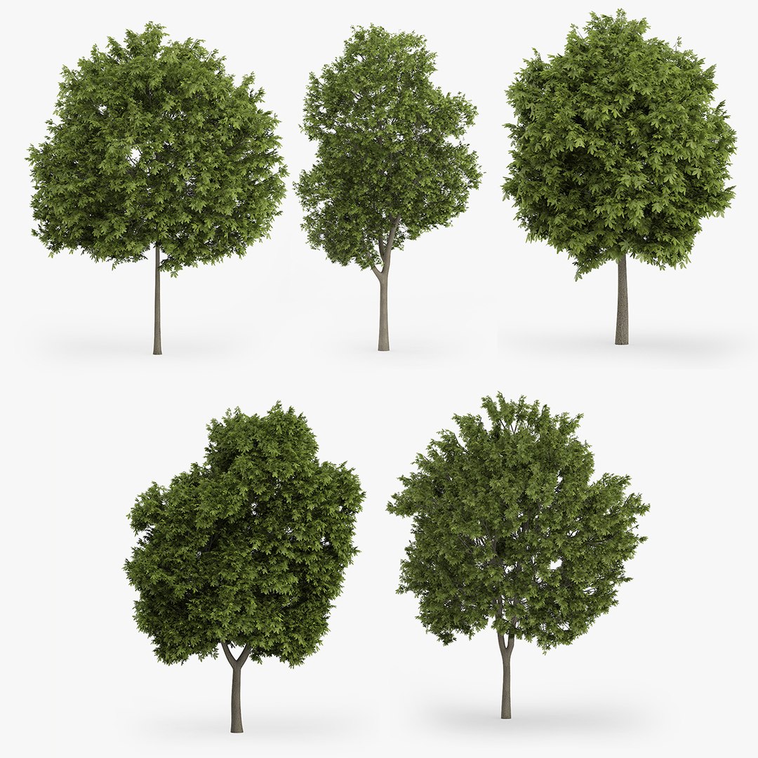 Greek Maple Trees 3d Max