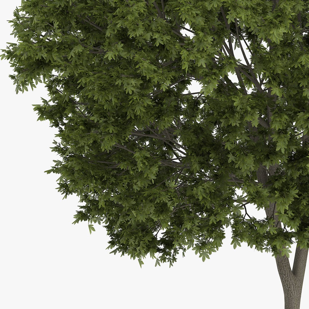 Greek Maple Trees 3d Max