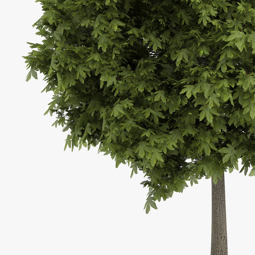 Greek Maple Trees 3d Max