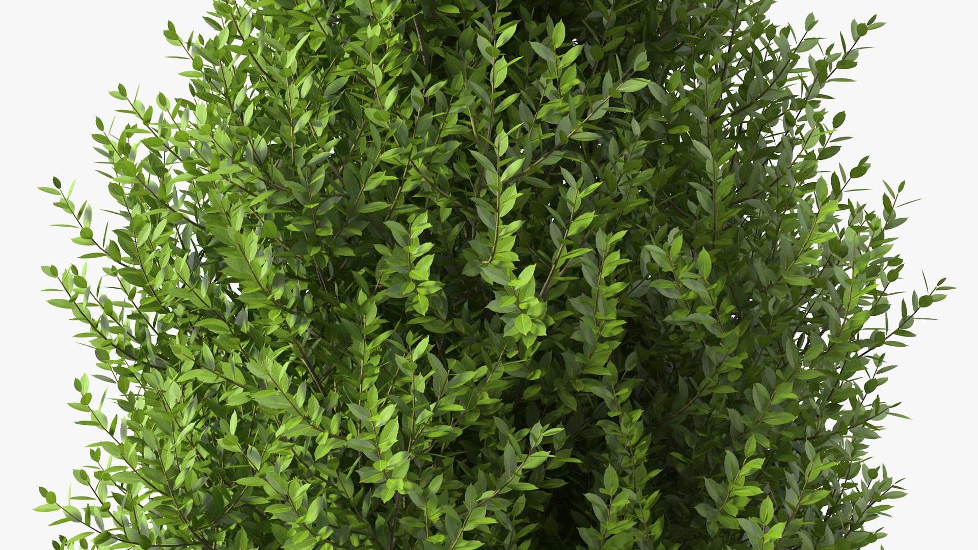 Sweet Bay Laurel Shrub Model - TurboSquid 1685732