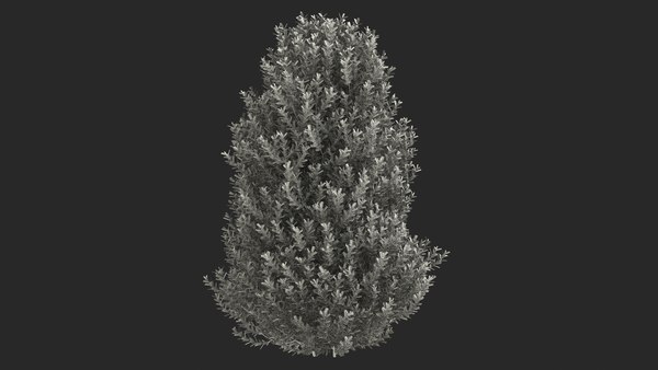 Sweet bay laurel shrub model - TurboSquid 1685732