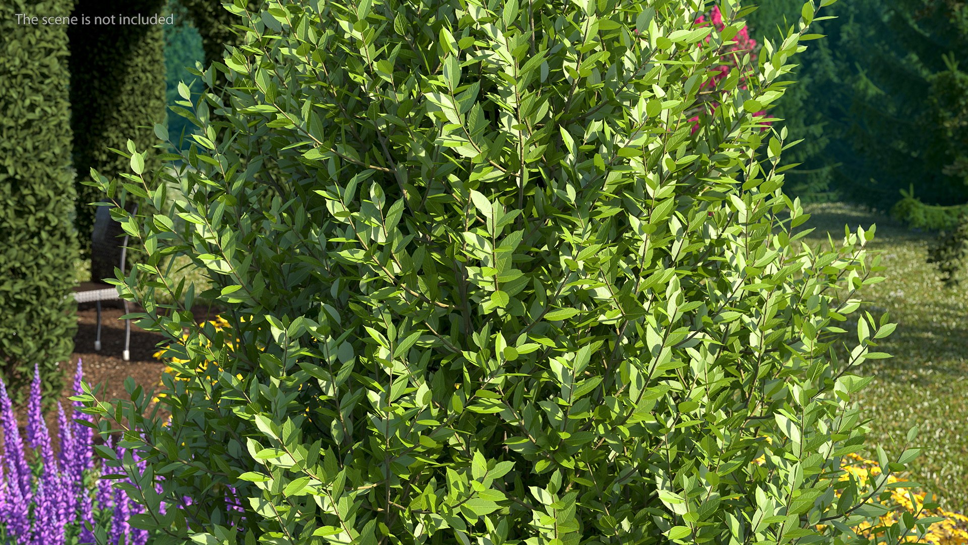 Sweet Bay Laurel Shrub Model - TurboSquid 1685732