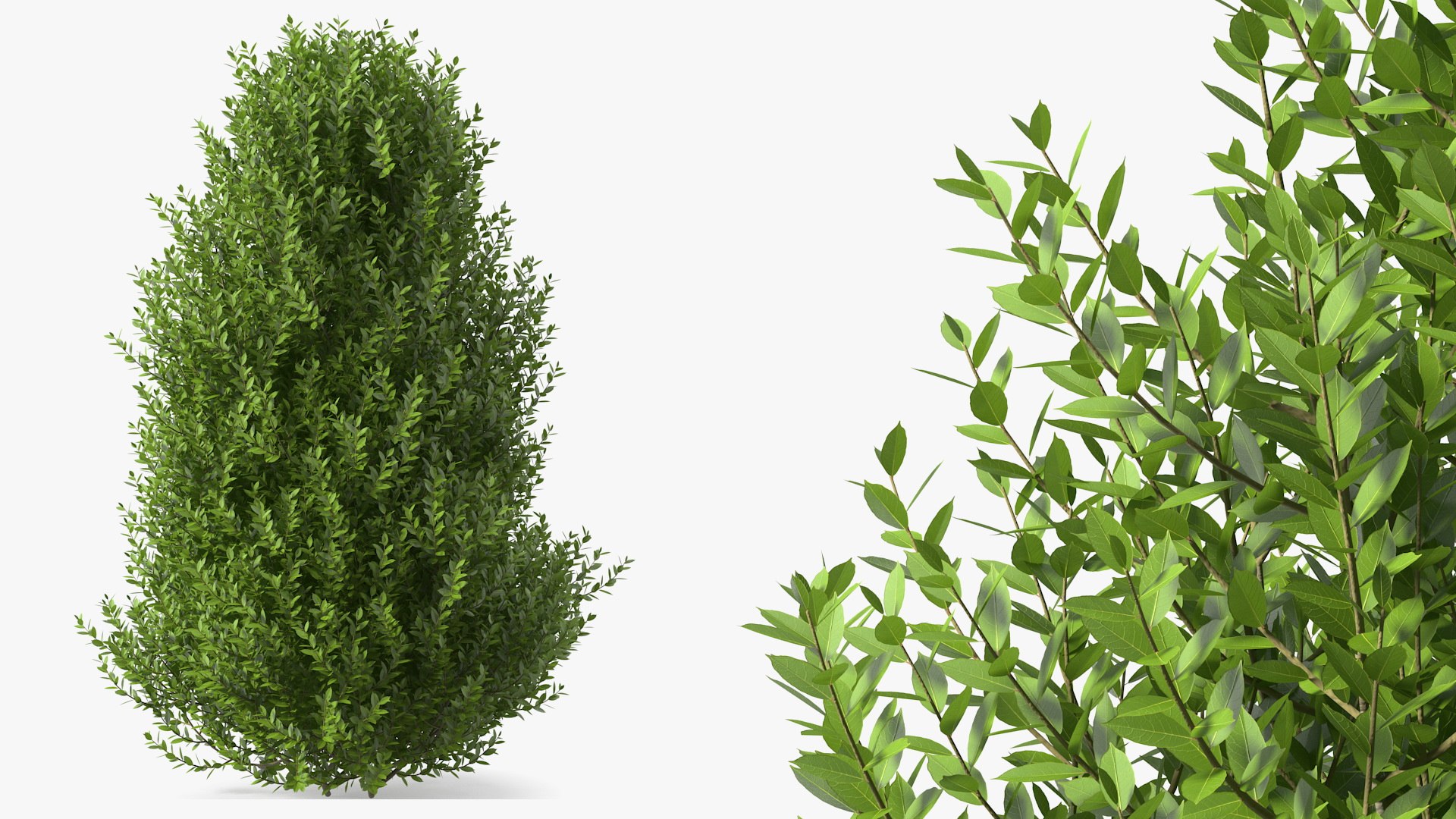 Sweet Bay Laurel Shrub Model - TurboSquid 1685732