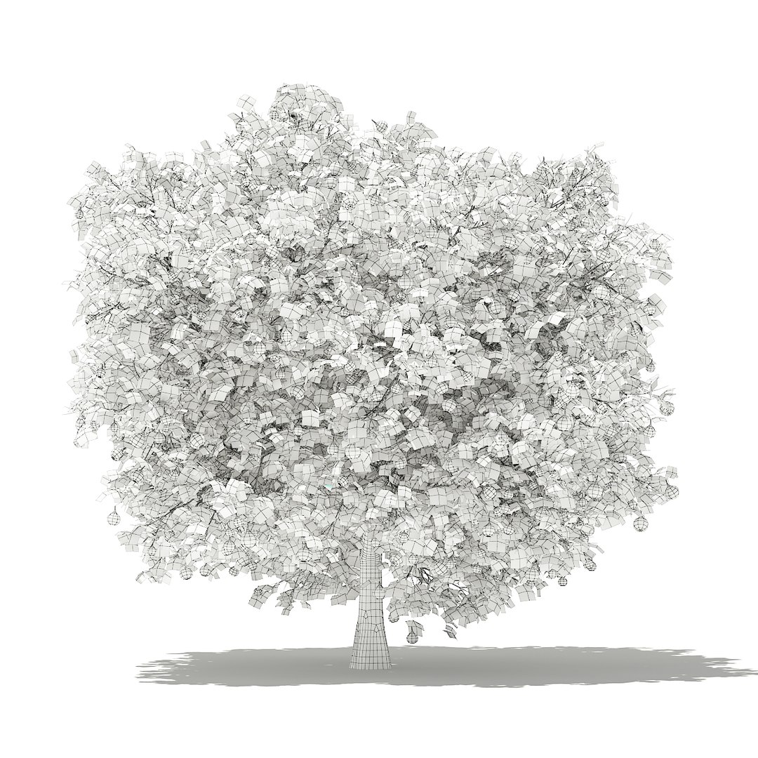 Common fig tree fruits 3D model - TurboSquid 1305737