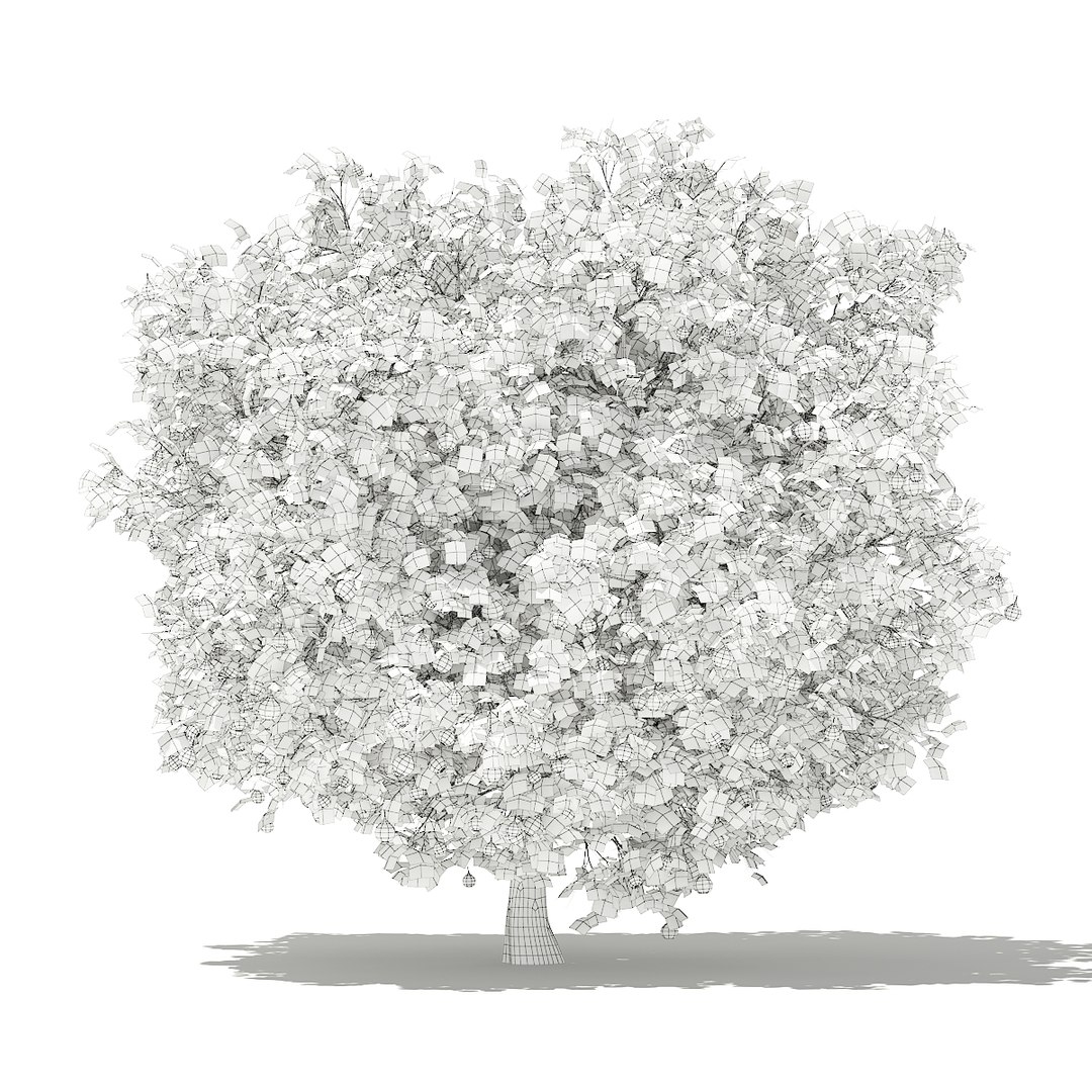 Common fig tree fruits 3D model - TurboSquid 1305737