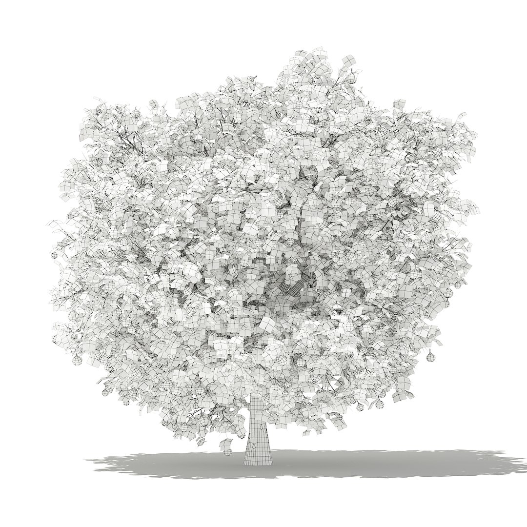 Common fig tree fruits 3D model - TurboSquid 1305737