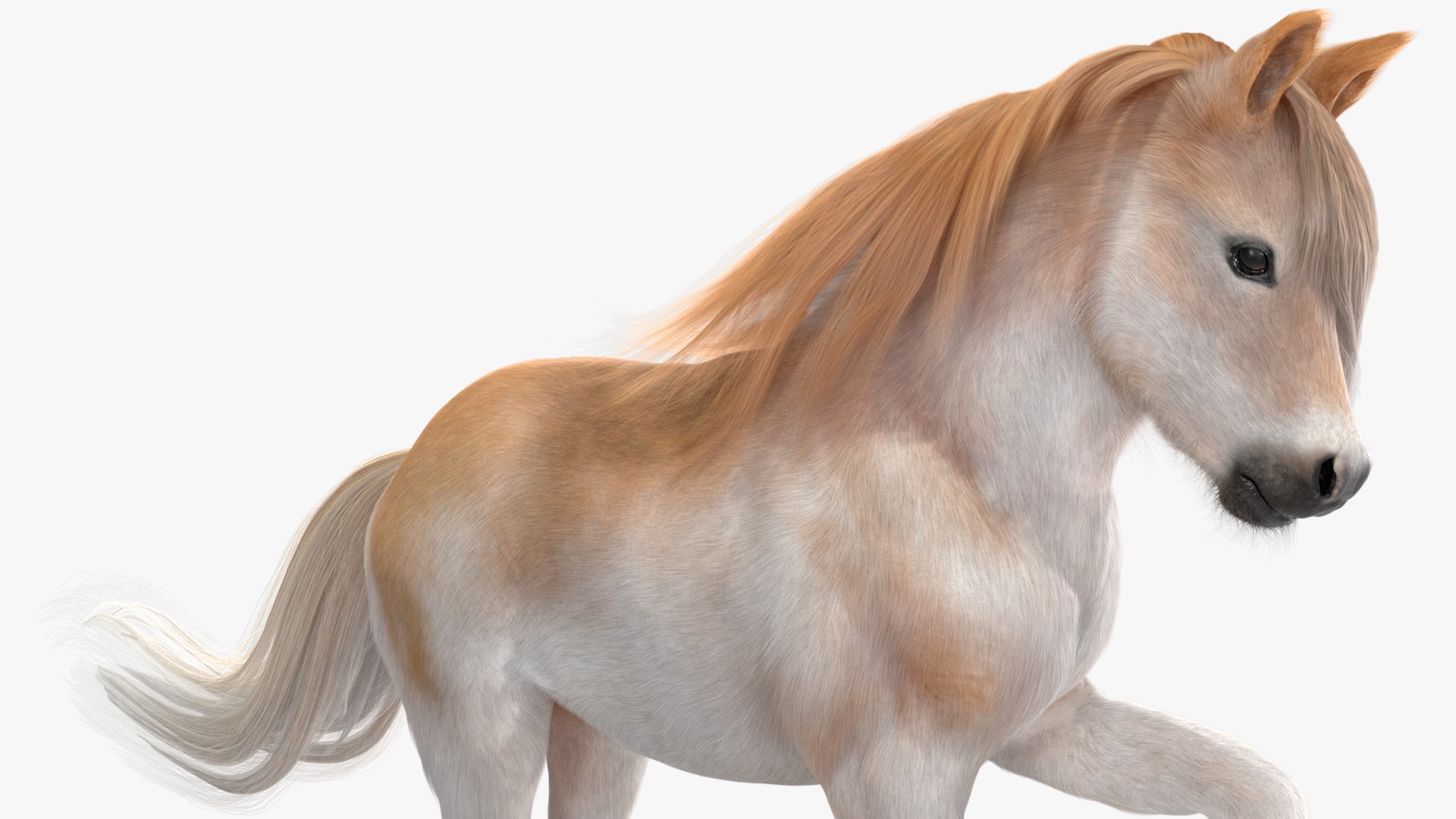 Galloping Pony With Long Mane Fur 3D - TurboSquid 2236580