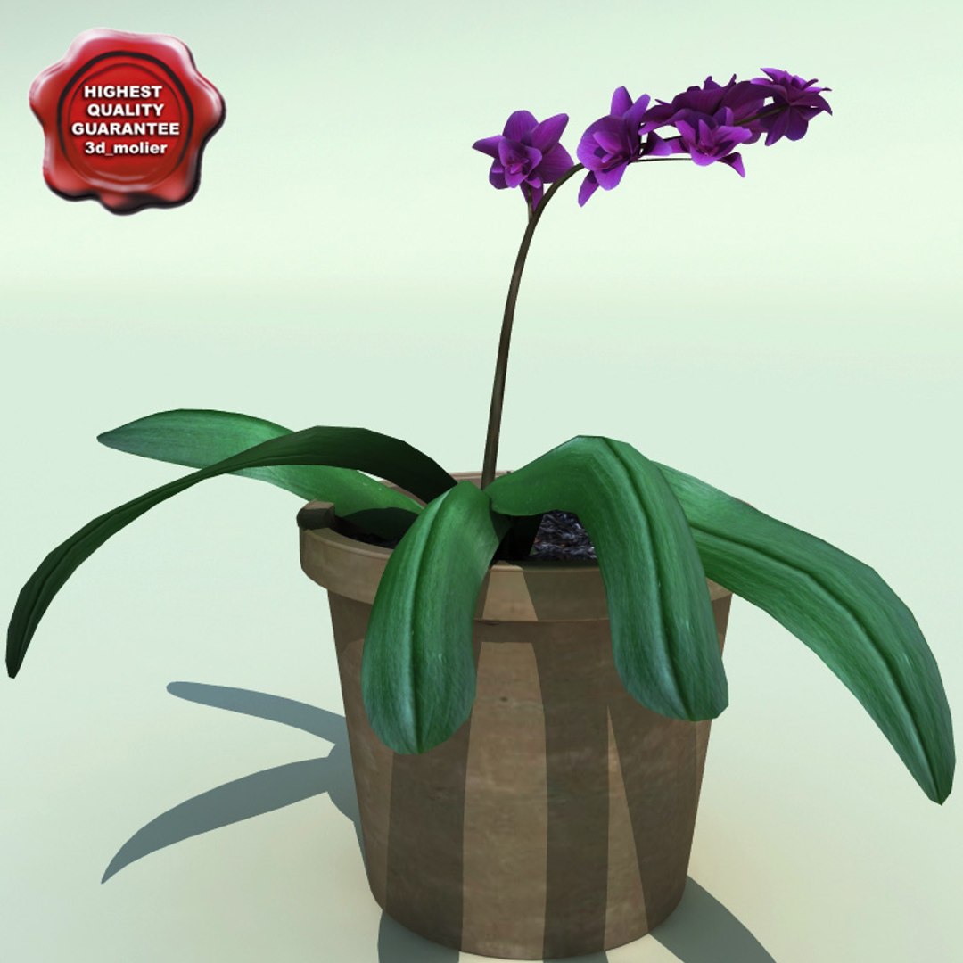 3d Model Of Dendrobium V2