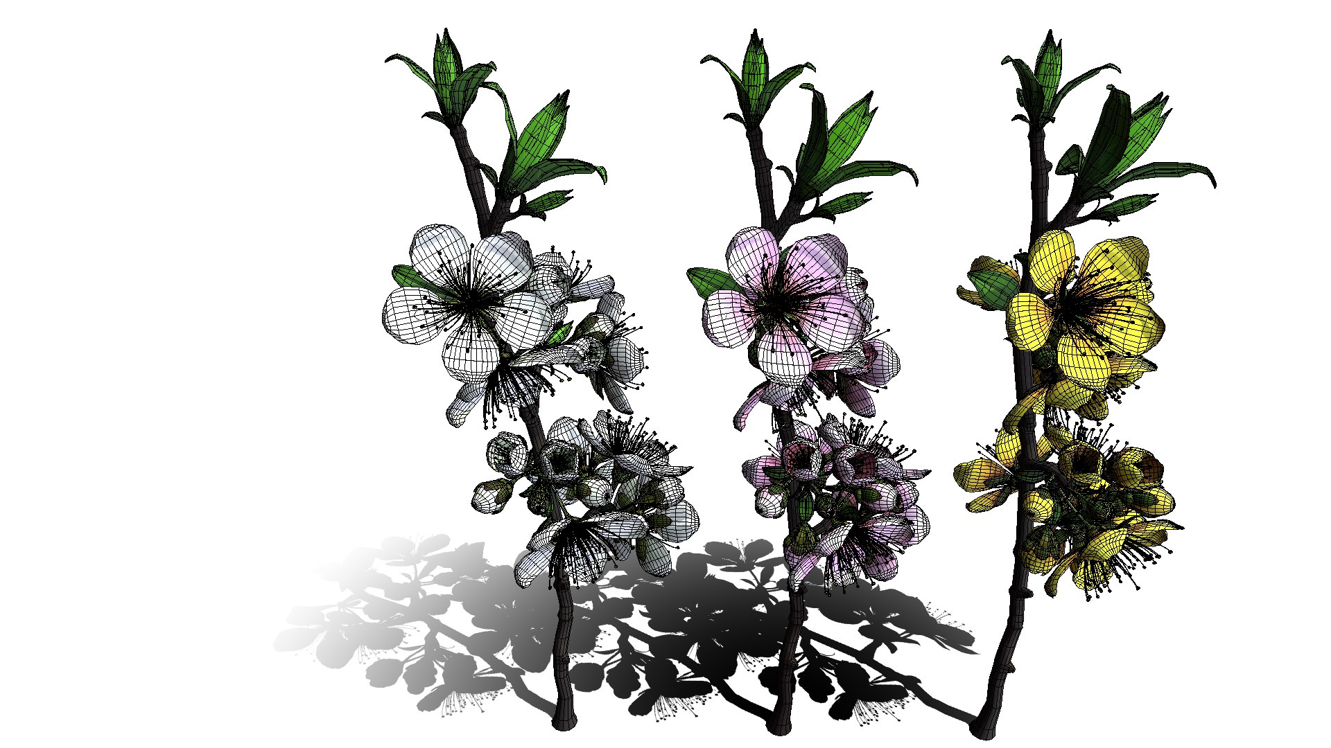 Flower Prunus Mume 3D Model - TurboSquid 2132172