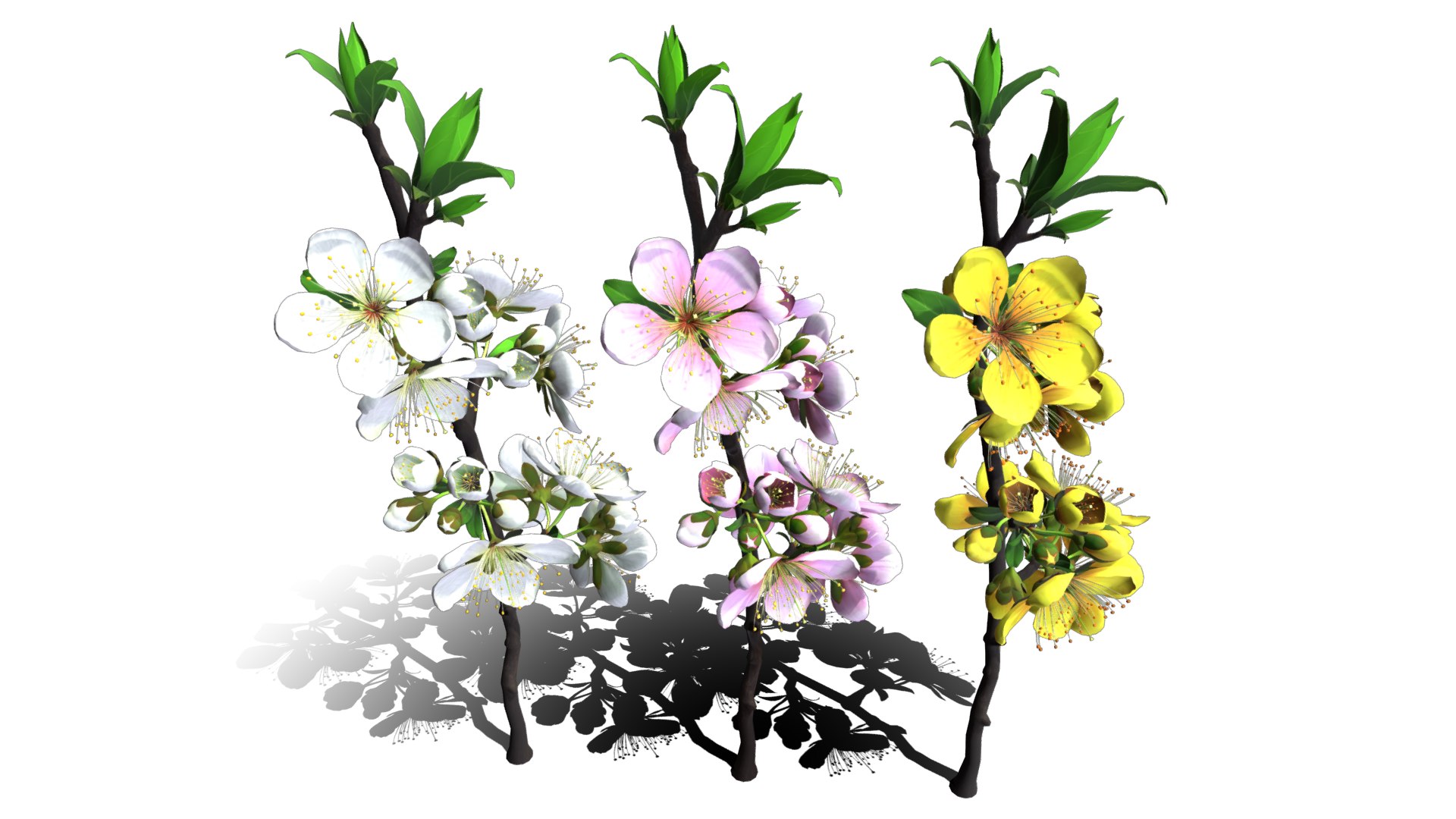 Flower Prunus Mume 3D Model - TurboSquid 2132172