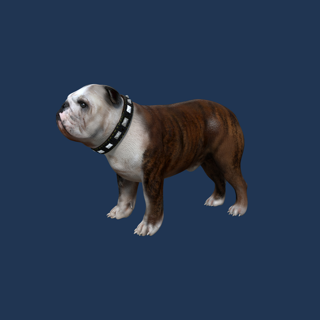 Bulldog Rigged Obj