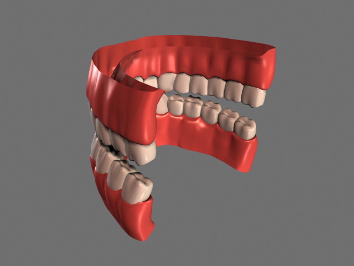 Human Teeth 3d Model