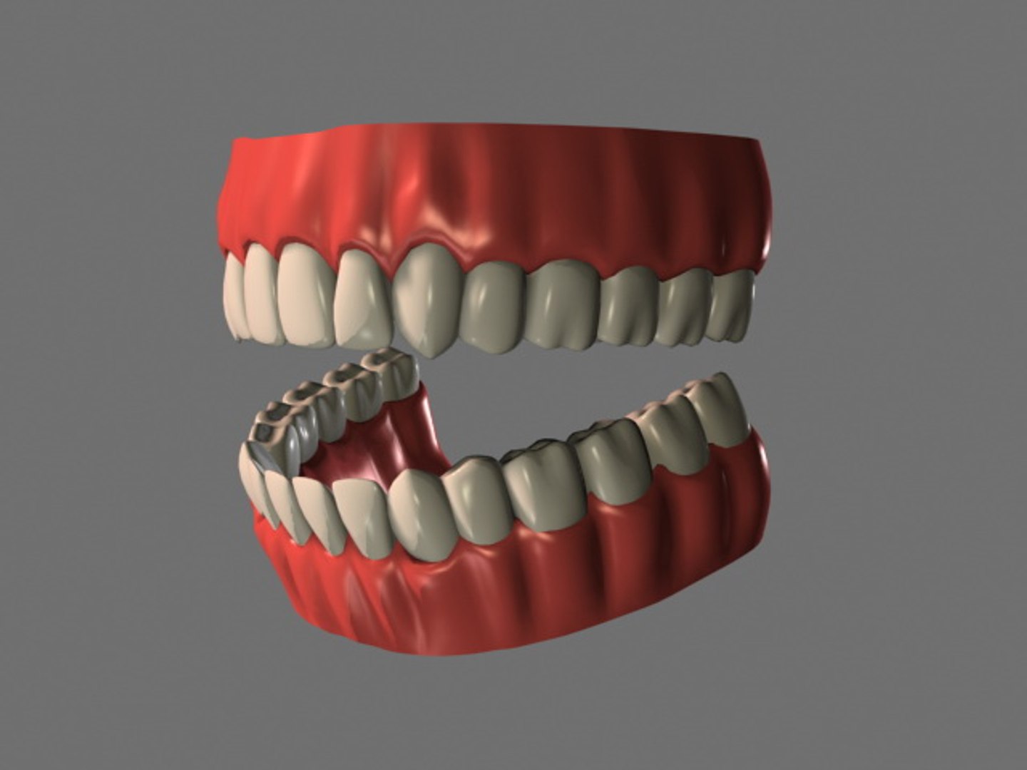 Human Teeth 3d Model