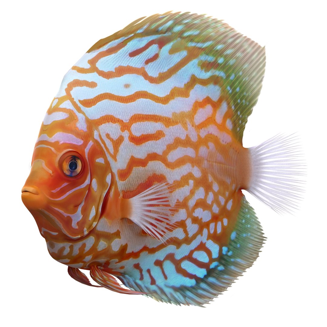 Symphysodon Fish Pose 2 C4d