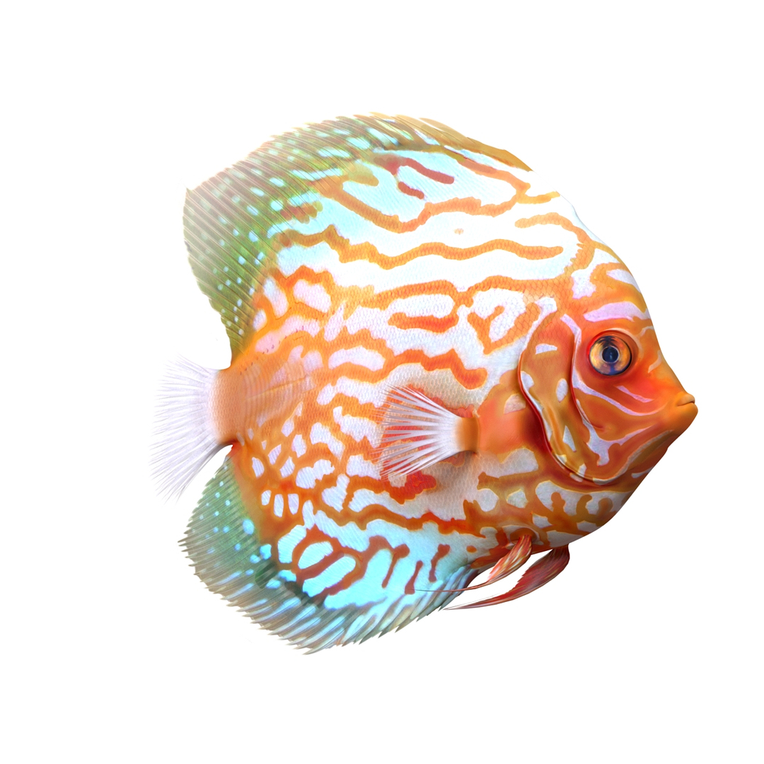Symphysodon Fish Pose 2 C4d