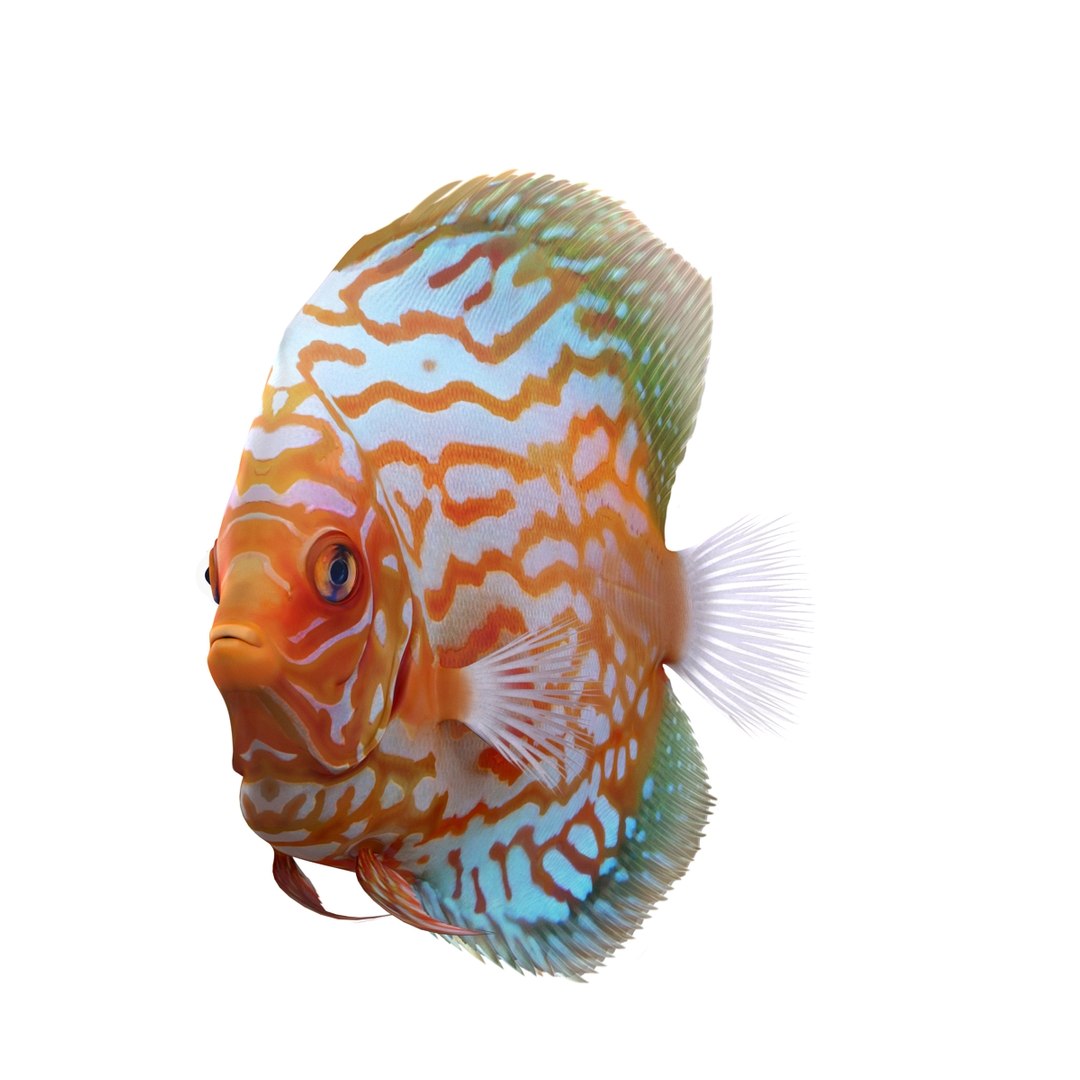 Symphysodon Fish Pose 2 C4d
