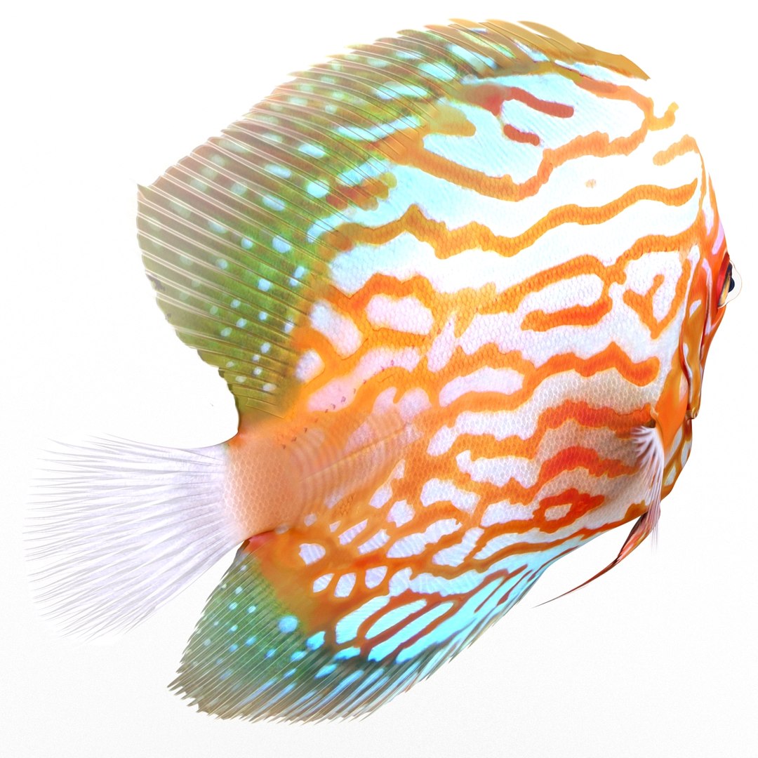 Symphysodon Fish Pose 2 C4d