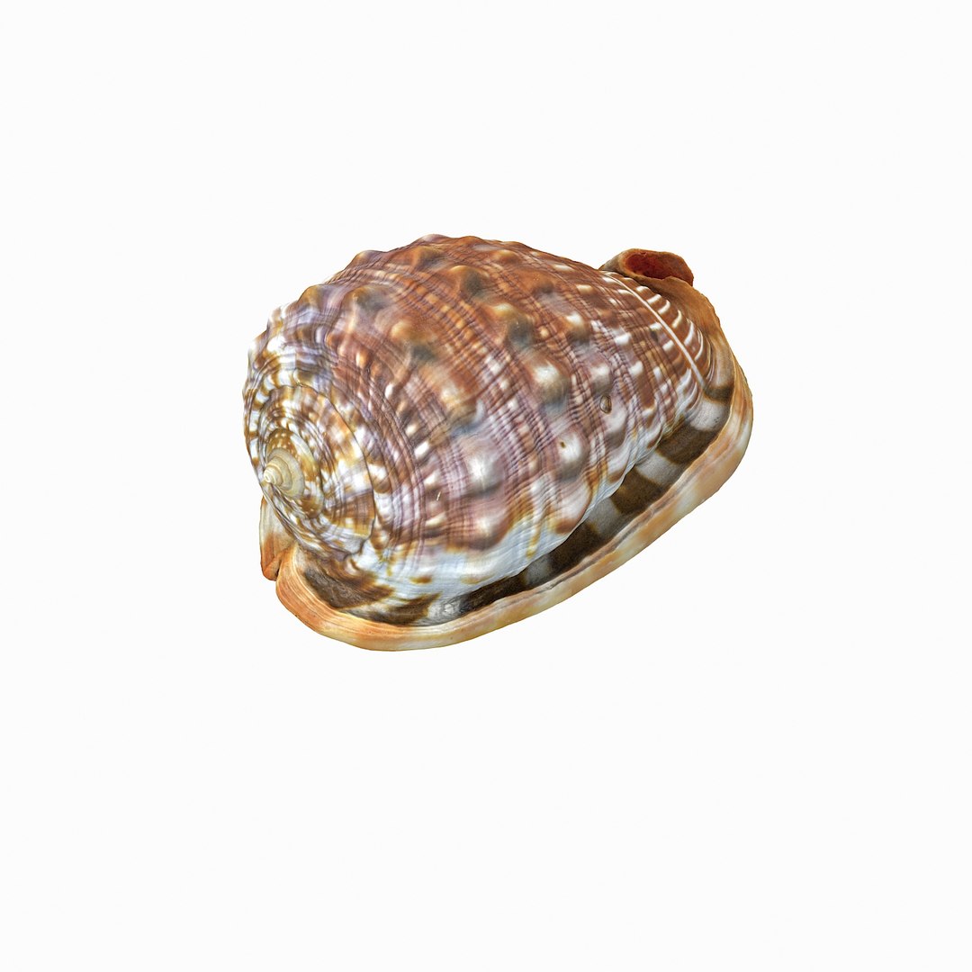 Realistic 3D - TurboSquid 1226426