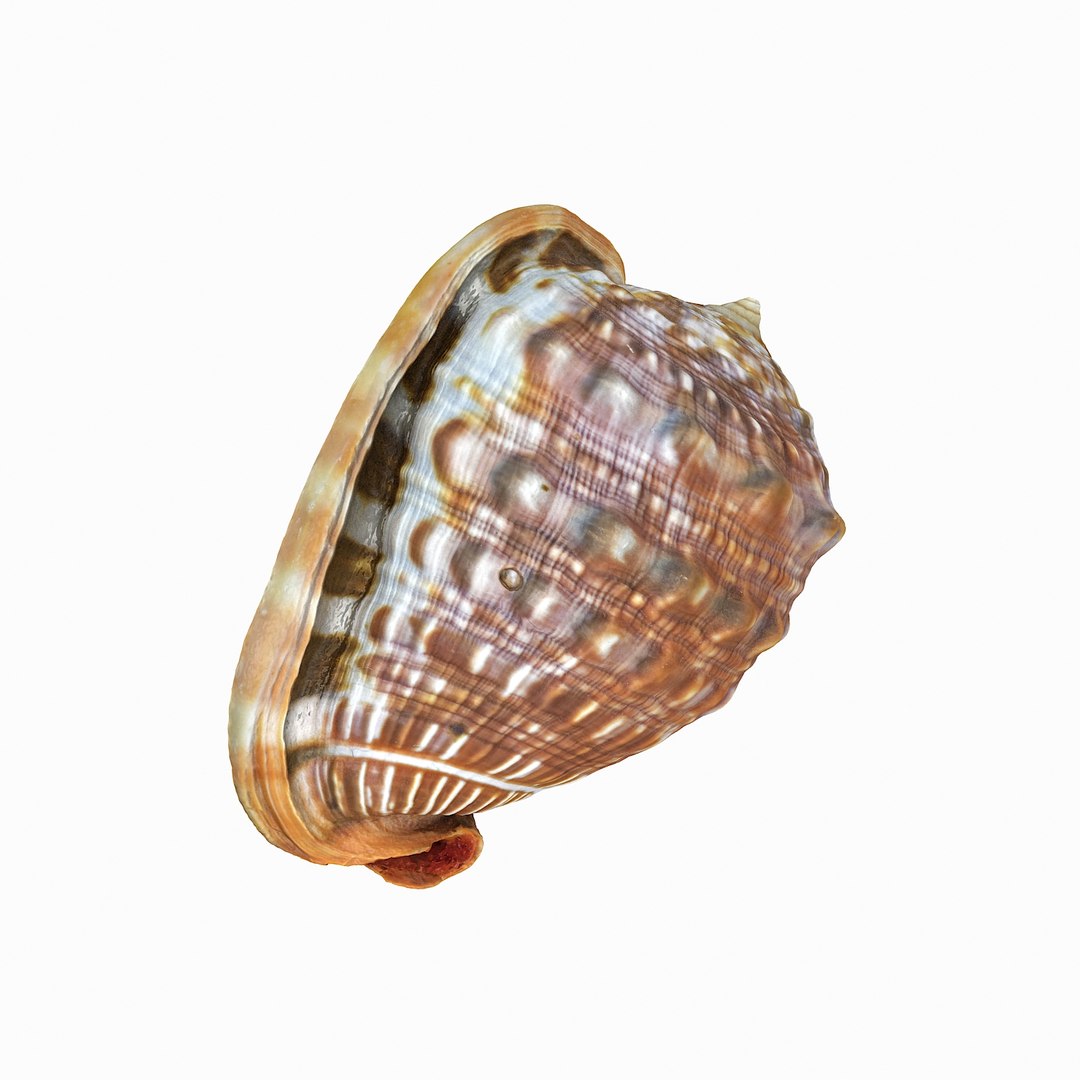 Realistic 3D - TurboSquid 1226426