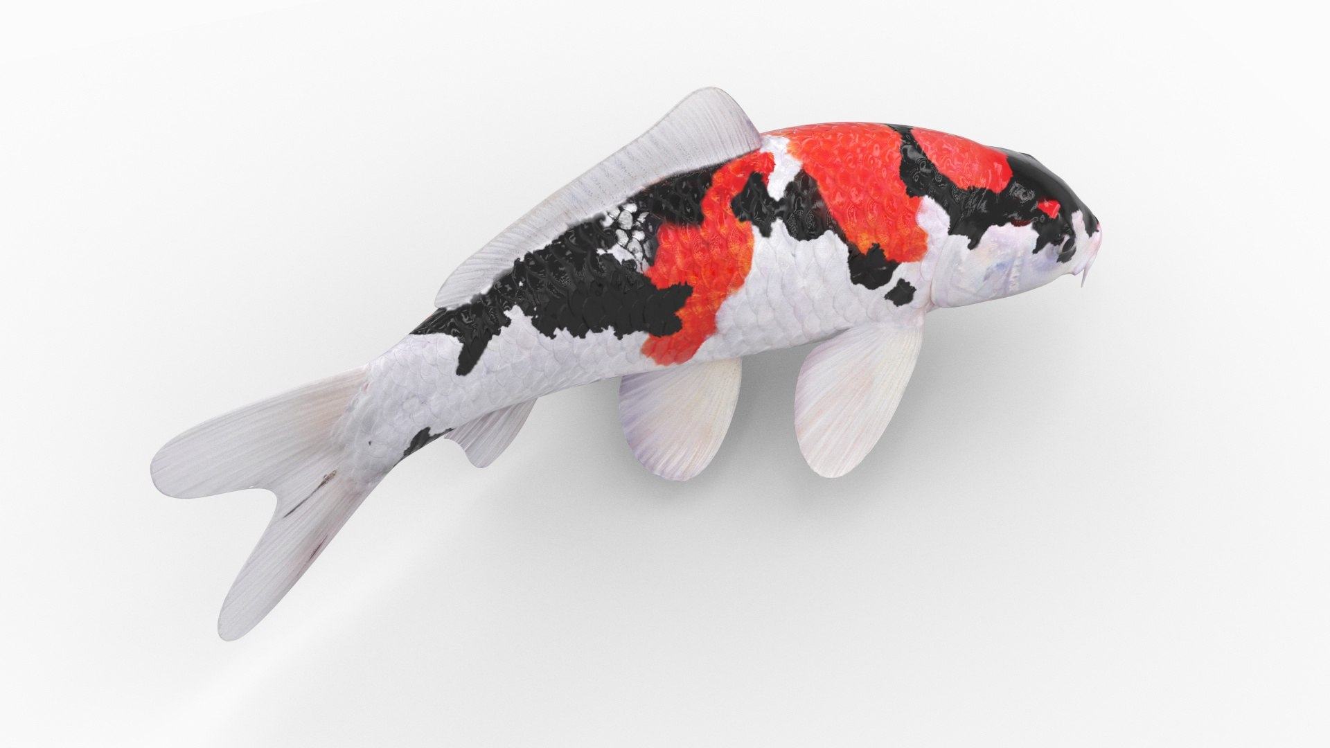 Free MAYA Path Fish Collector 3D - TurboSquid 1937134