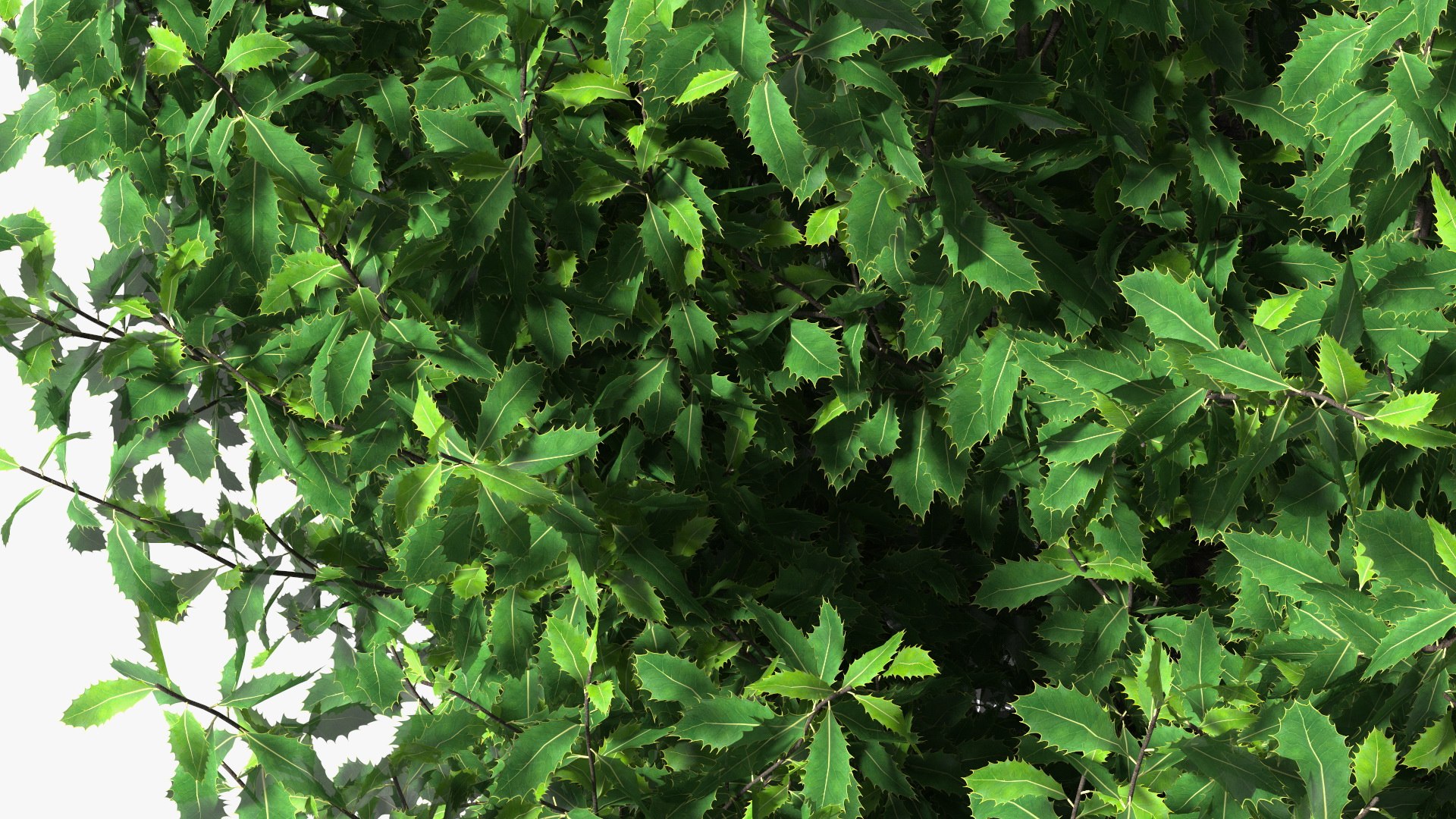 Holly Green Tree Model - TurboSquid 1870647