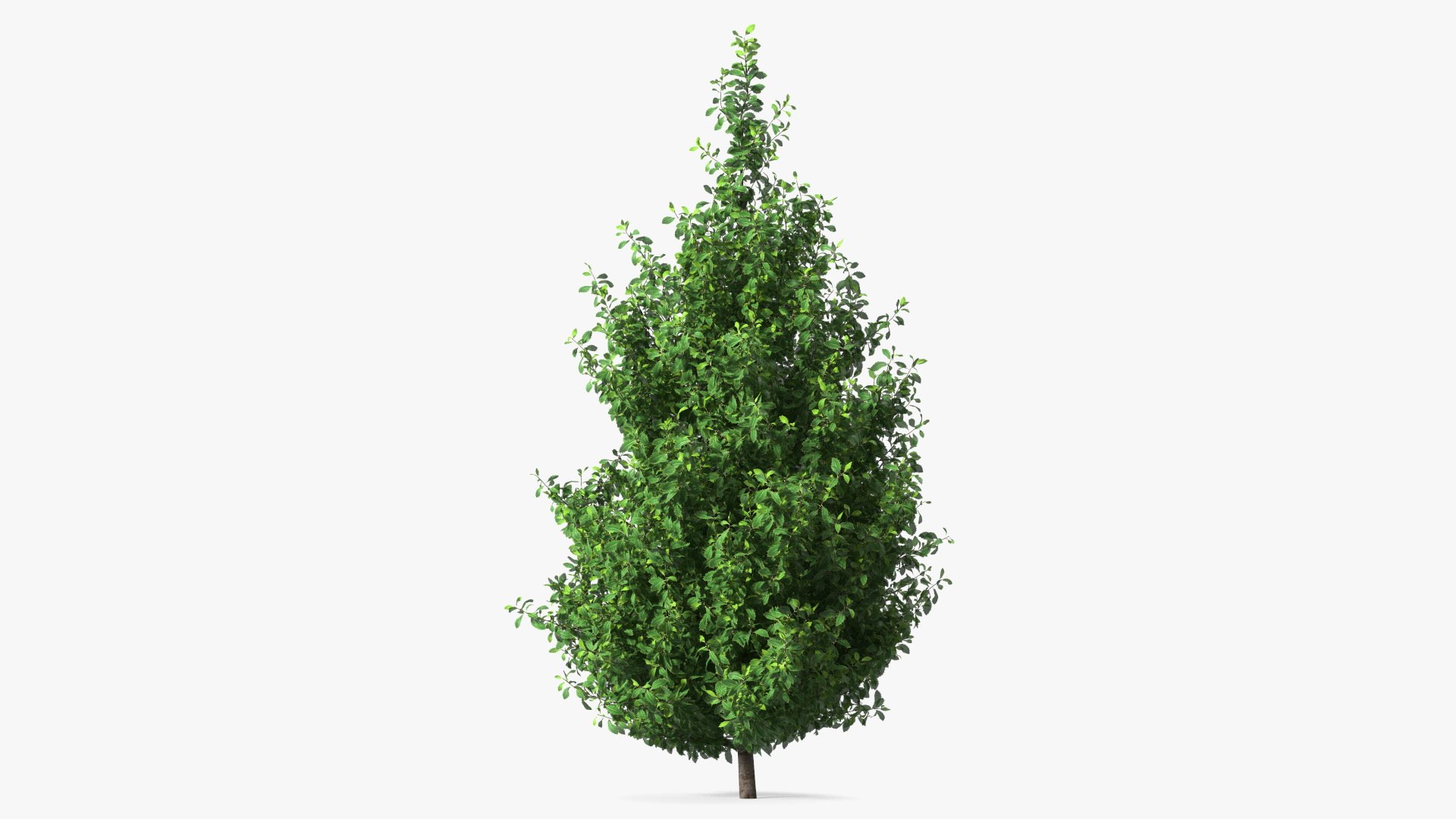 Holly Green Tree Model - TurboSquid 1870647