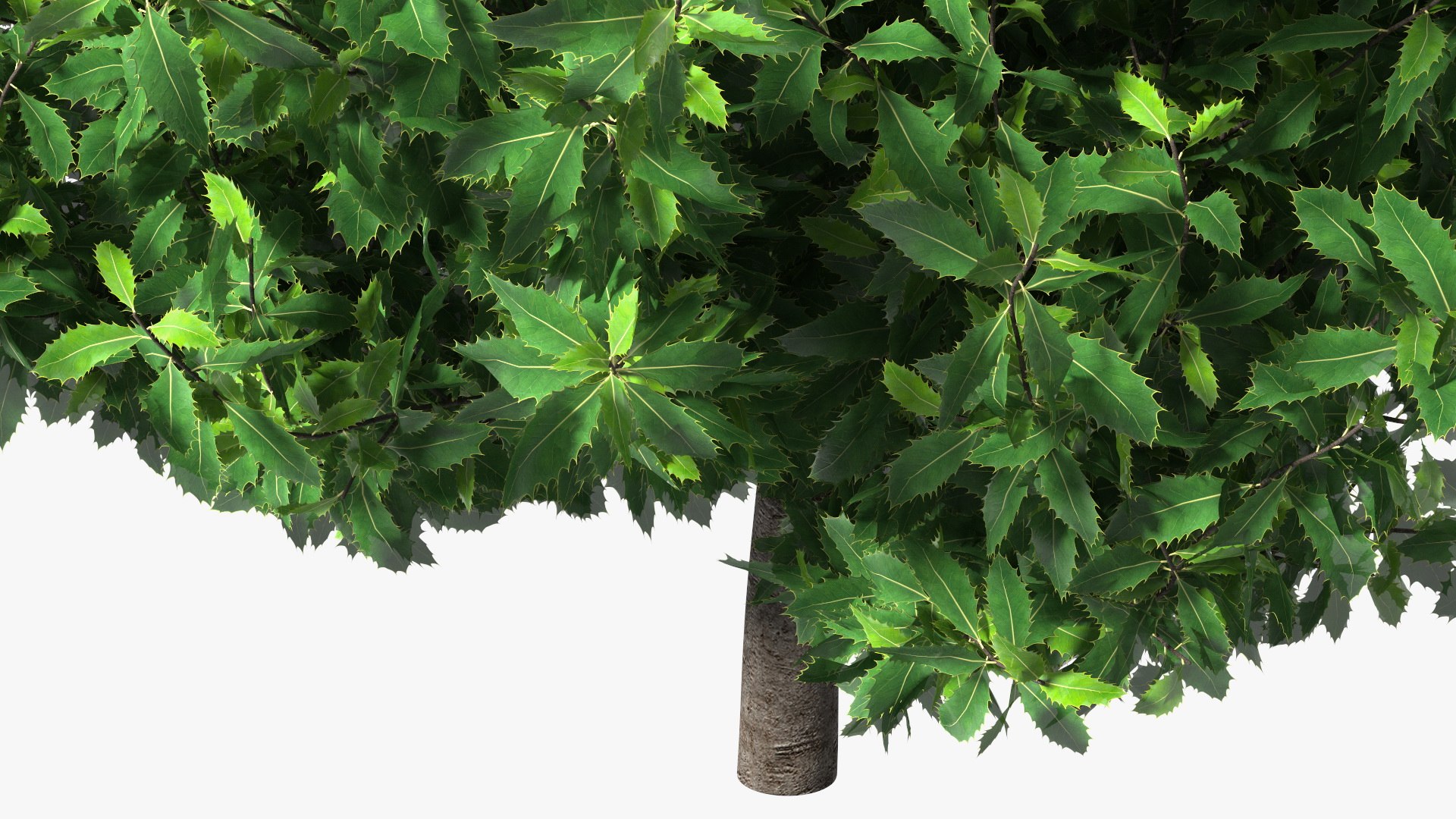 Holly Green Tree Model - TurboSquid 1870647