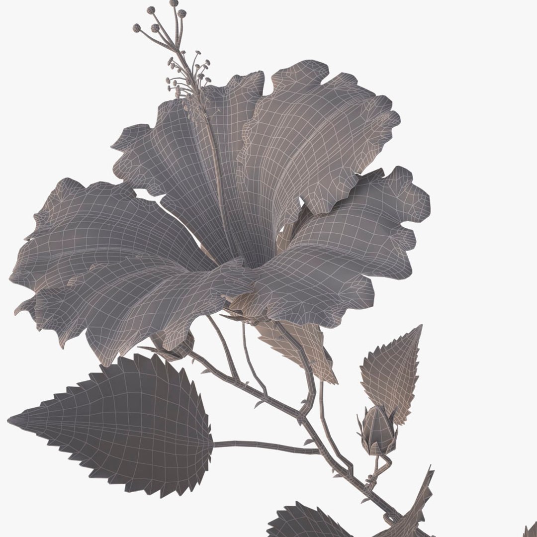 Hibiscus Red 3d Model