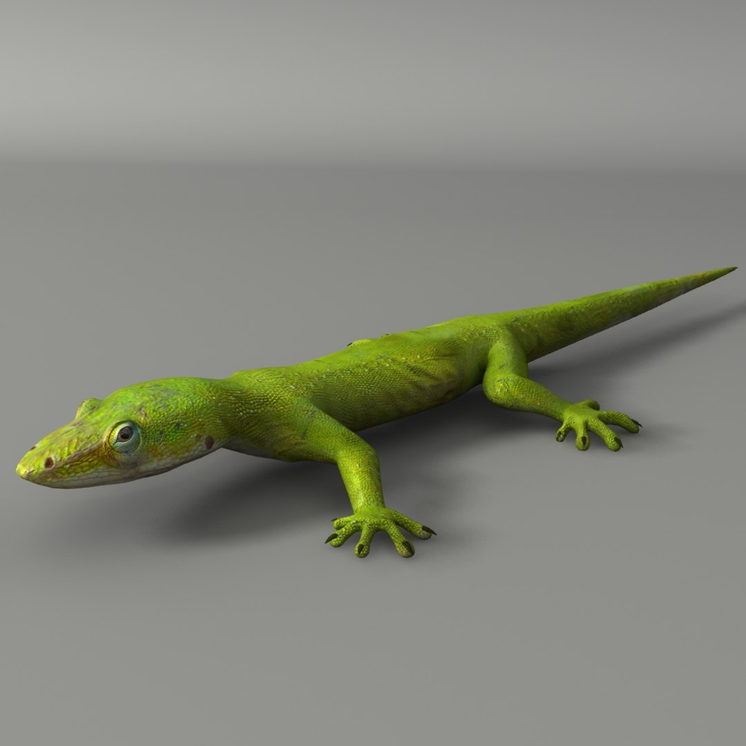 3d Model Green Lizard