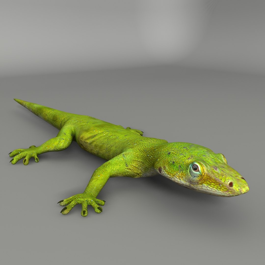 3d Model Green Lizard