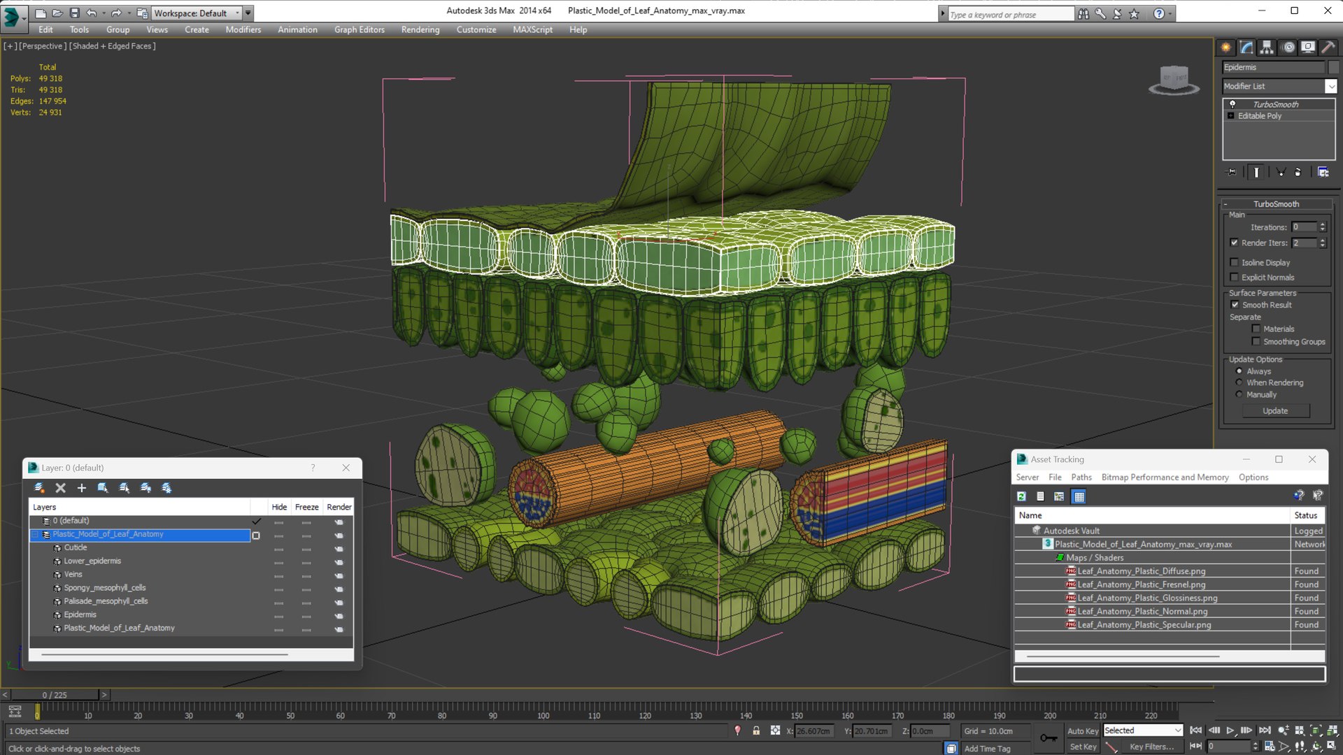Plastic Model Of Leaf Anatomy 3D Model - TurboSquid 2252645